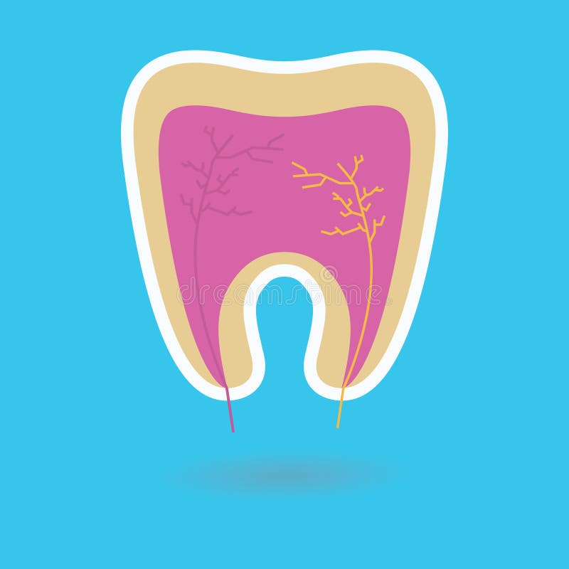 Tooth Anatomy. Vector Illustration Decorative Design Stock Vector ...