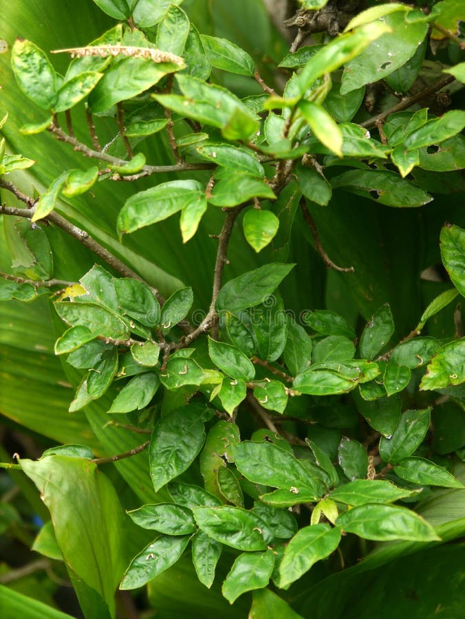 3,631 Tooth Tree Photos - Free & Royalty-Free Stock Photos from Dreamstime