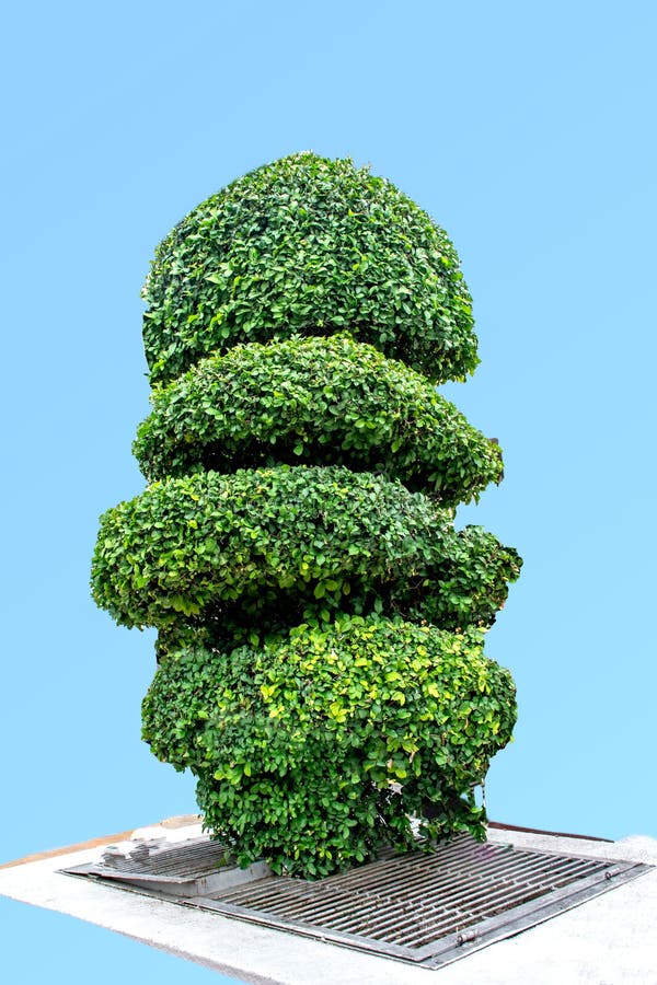 Tooth Brush Tree or Streblus Asper Stock Image - Image of tree, leaf ...