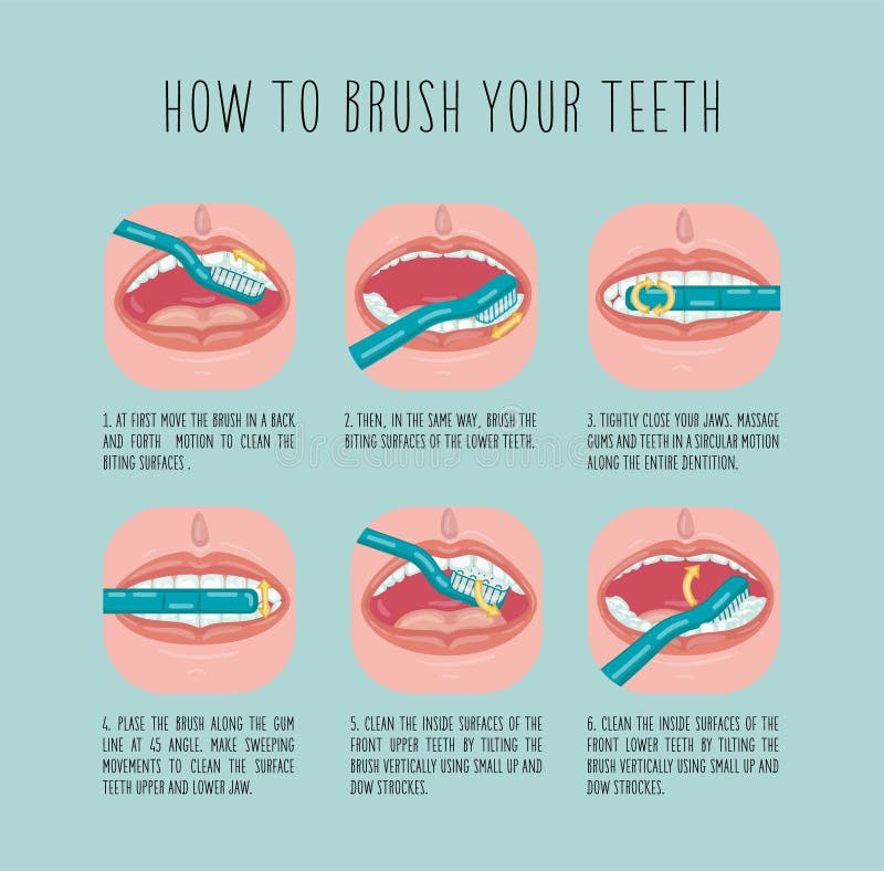 Tooth brushing scheme stock vector. Illustration of health - 179961736