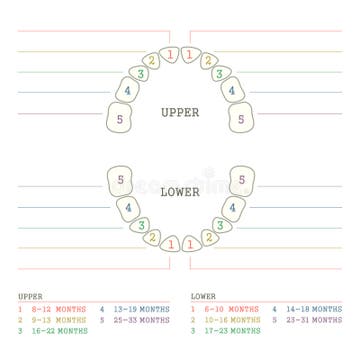 Tooth chart, human teeth stock vector. Illustration of diagram - 53698960
