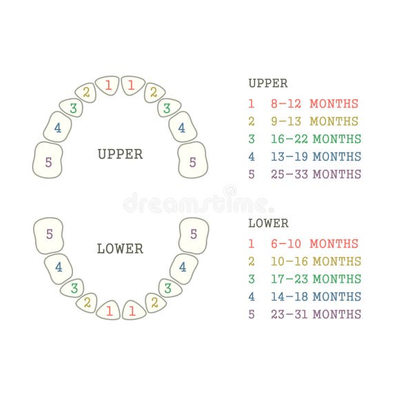 Tooth Chart Human Teeth Stock Illustrations – 447 Tooth Chart Human ...