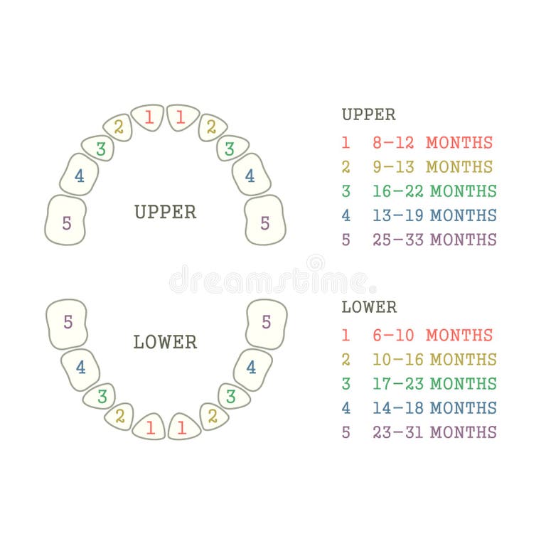 Human Teeth Diagram Stock Illustrations – 1,359 Human Teeth Diagram ...