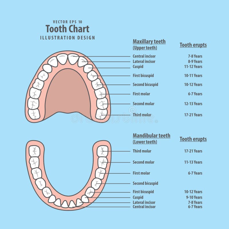 Chewing Surface Of Human Teeth Upper And Lower Jaw Stock Vector