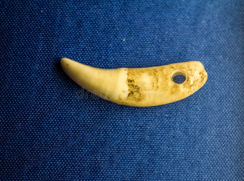 Tooth stock image. Image of good, details, think, straight - 49492069