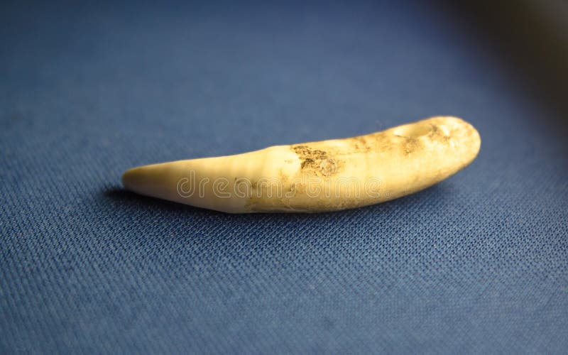 Tooth stock photo. Image of hard, weak, hand, bring, dogs - 49492290