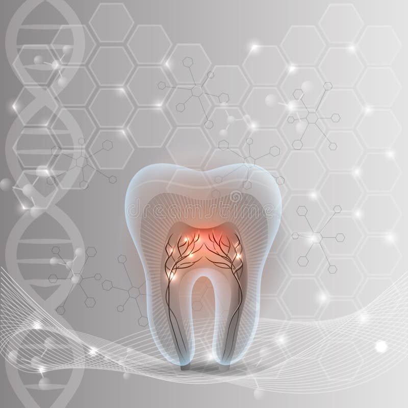 Tooth Cross Section Abstract Design Stock Vector - Illustration of care ...