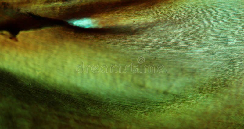 Tooth Crown with Enamel in Cross Section Stock Footage - Video of ...