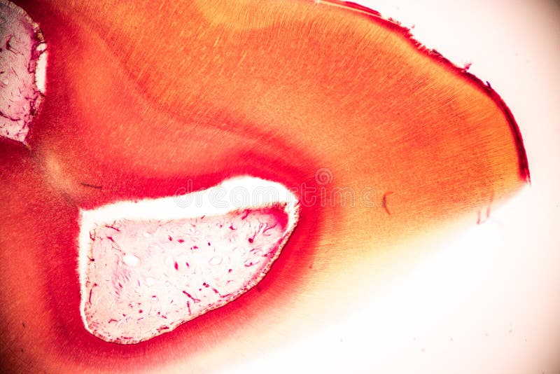 Tooth Development from Human Under Microscope . Stock Photo - Image of ...