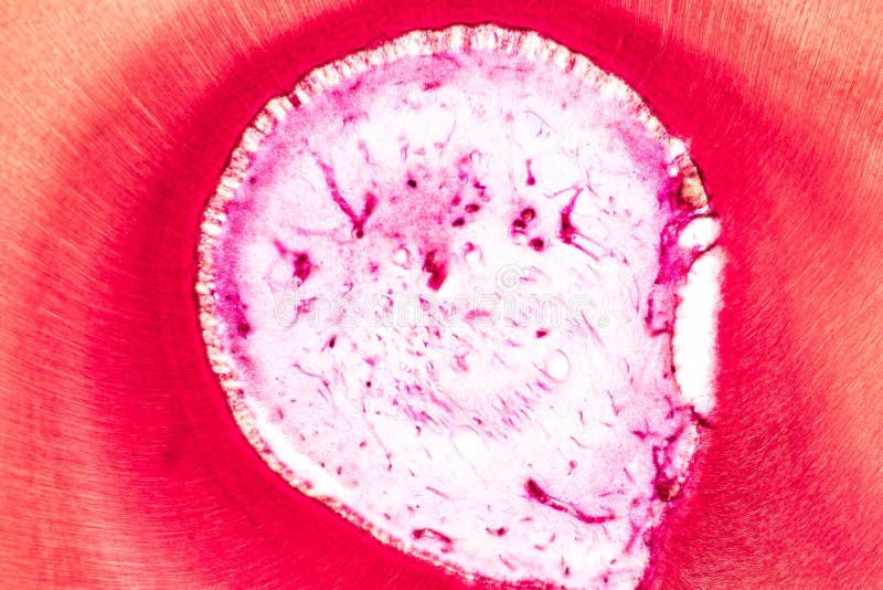 Tooth Development from Human Under Microscope . Stock Image - Image of ...