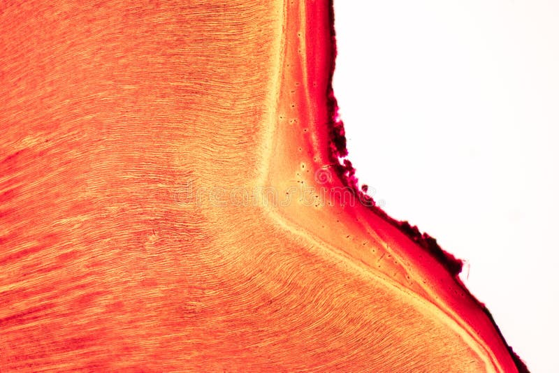 Tooth Development from Human Under Microscope . Stock Photo - Image of ...