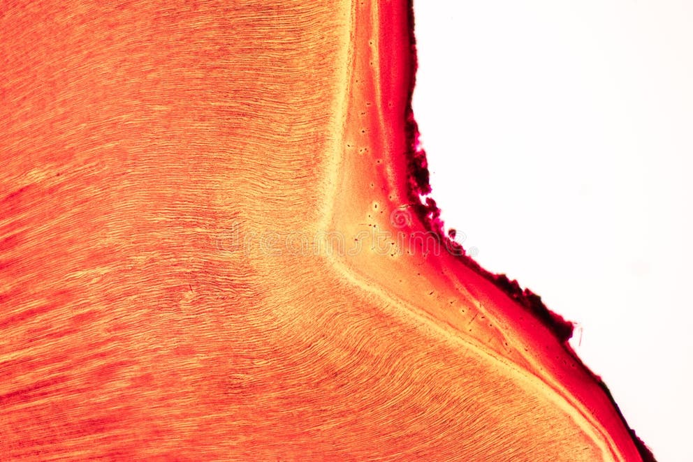 Tooth Development from Human Under Microscope . Stock Photo - Image of ...