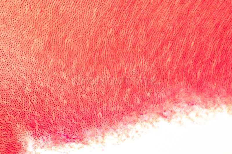 Tooth Development from Human Under Microscope . Stock Photo - Image of ...