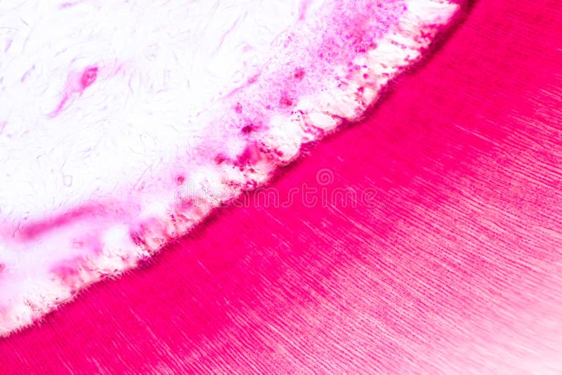 Tooth Development from Human Under Microscope . Stock Photo - Image of ...