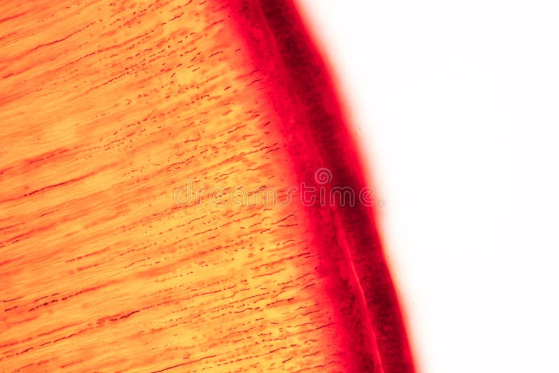 Tooth Development from Human Under Microscope . Stock Photo - Image of ...
