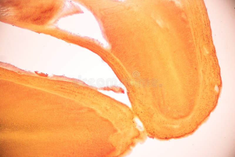 Tooth Development from Human Under Microscope . Stock Image - Image of ...