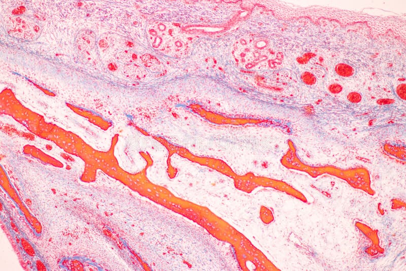 Tooth Development from Human Under Microscope . Stock Photo - Image of ...