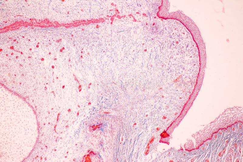 Tooth Development from Human Under Microscope . Stock Image - Image of ...