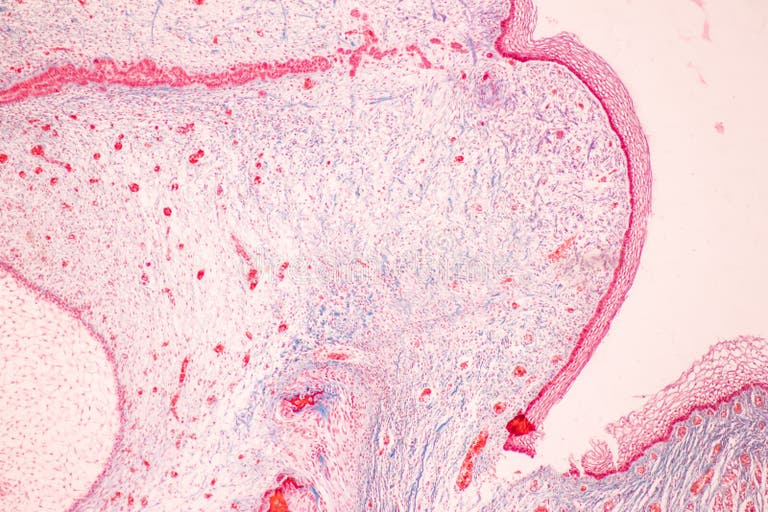 Tooth Development from Human Under Microscope . Stock Image - Image of ...
