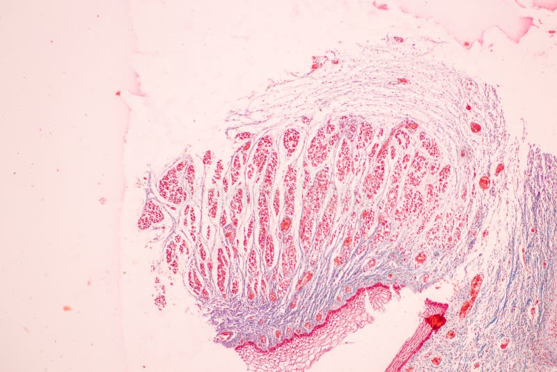 Tooth Development from Human Under Microscope . Stock Photo - Image of ...