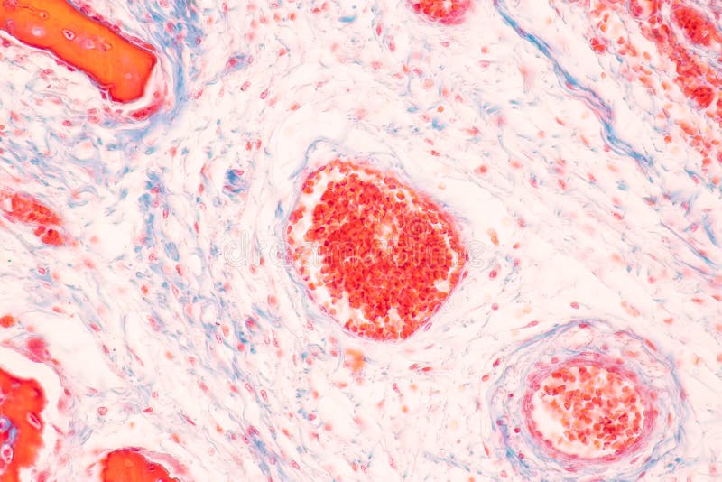 Tooth Development from Human Under Microscope . Stock Photo - Image of ...