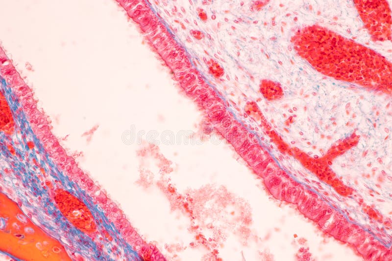 Tooth Development from Human Under Microscope . Stock Image - Image of ...