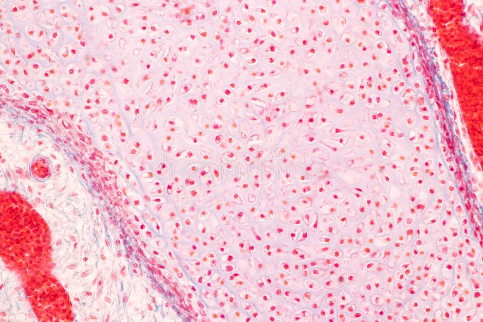 Tooth Development from Human Under Microscope . Stock Photo - Image of ...