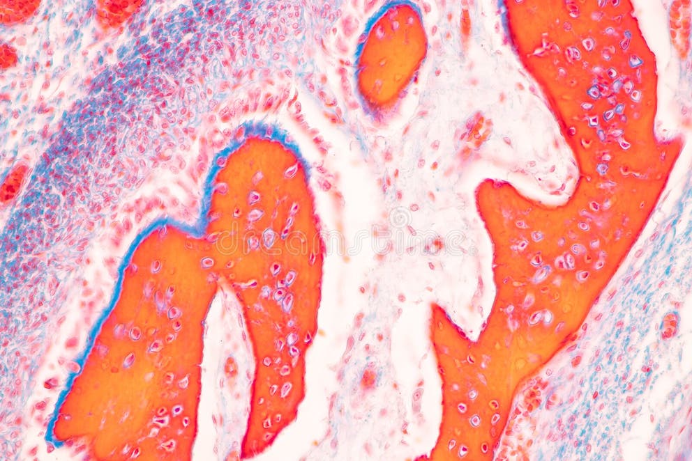 Tooth Development from Human Under Microscope . Stock Photo - Image of ...