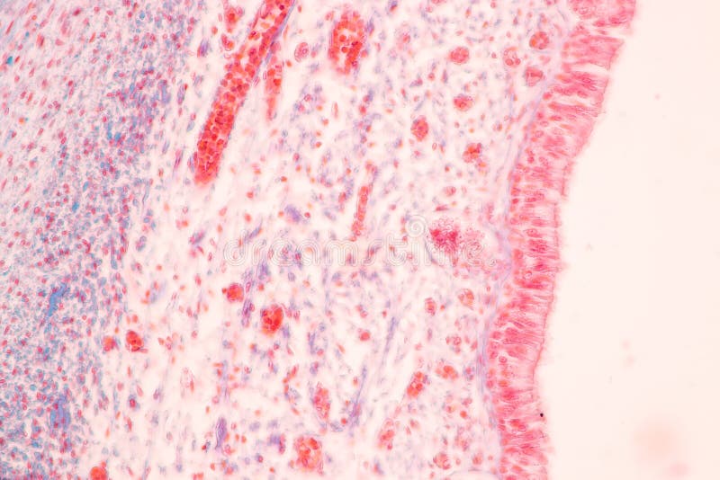 Tooth Development from Human Under Microscope . Stock Photo - Image of ...