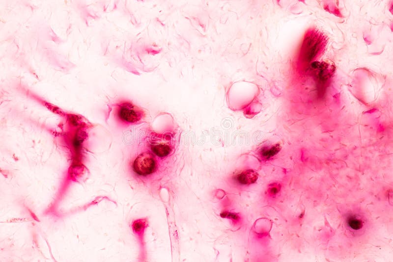 Tooth Development from Human Under Microscope . Stock Photo - Image of ...