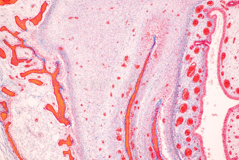 Tooth Development from Human Under Microscope . Stock Image - Image of ...