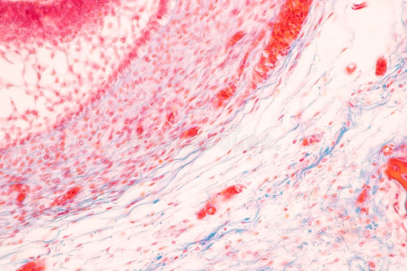 Tooth Development from Human Under Microscope . Stock Photo - Image of ...