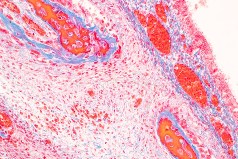 Tooth Development from Human Under Microscope . Stock Photo - Image of ...