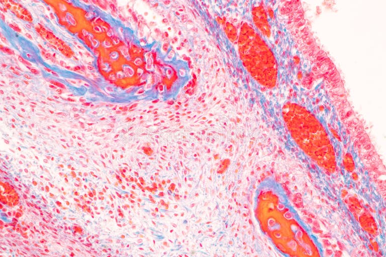 Tooth Development from Human Under Microscope . Stock Photo - Image of ...