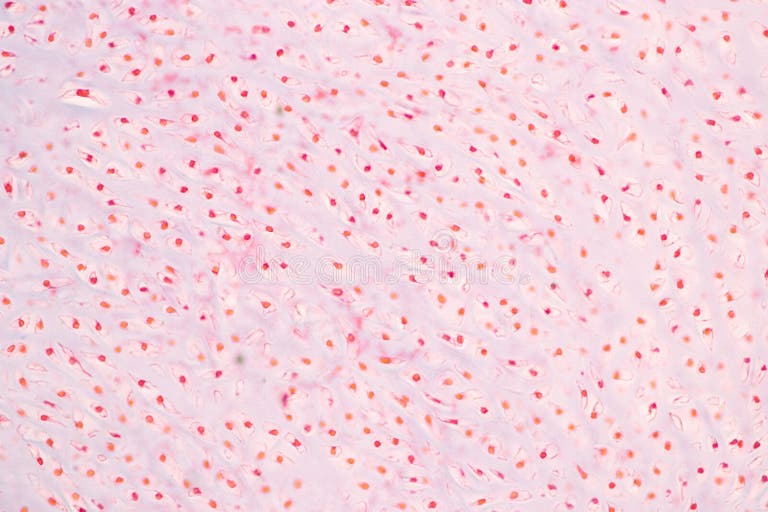 Tooth Development from Human Under Microscope . Stock Image - Image of ...