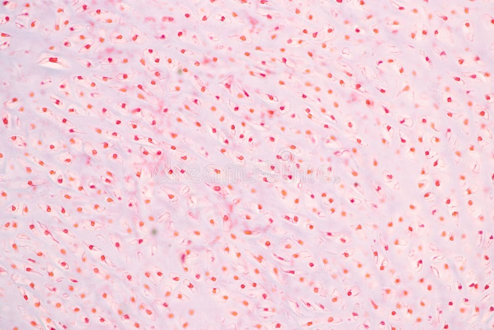 Tooth Development from Human Under Microscope . Stock Image - Image of ...