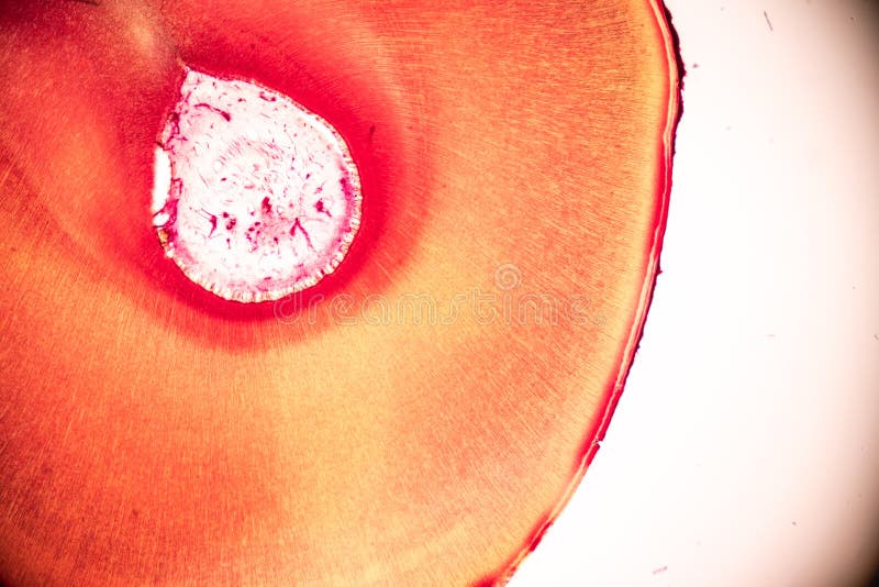 Tooth Development from Human Under Microscope . Stock Photo - Image of ...