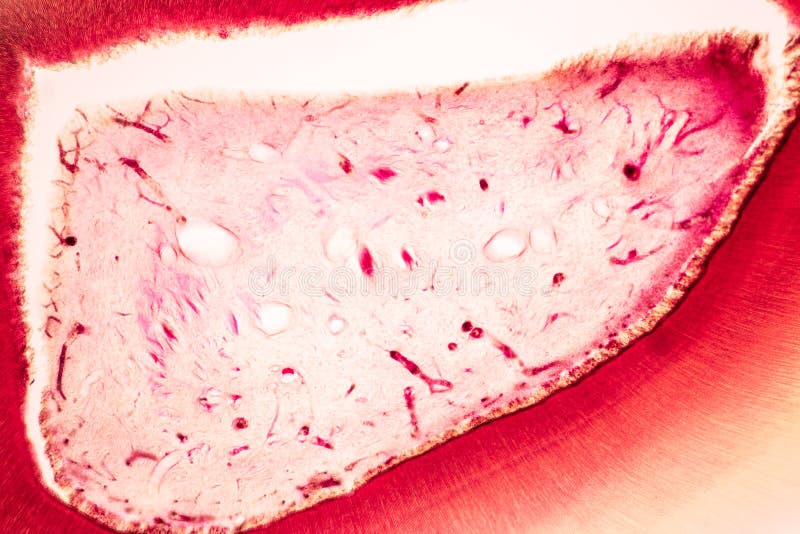 Tooth Development from Human Under Microscope . Stock Photo - Image of ...