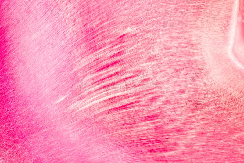 Tooth Development from Human Under Microscope . Stock Image - Image of ...