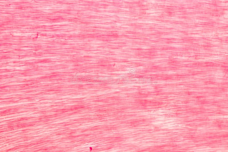 Tooth Development from Human Under Microscope . Stock Image - Image of ...