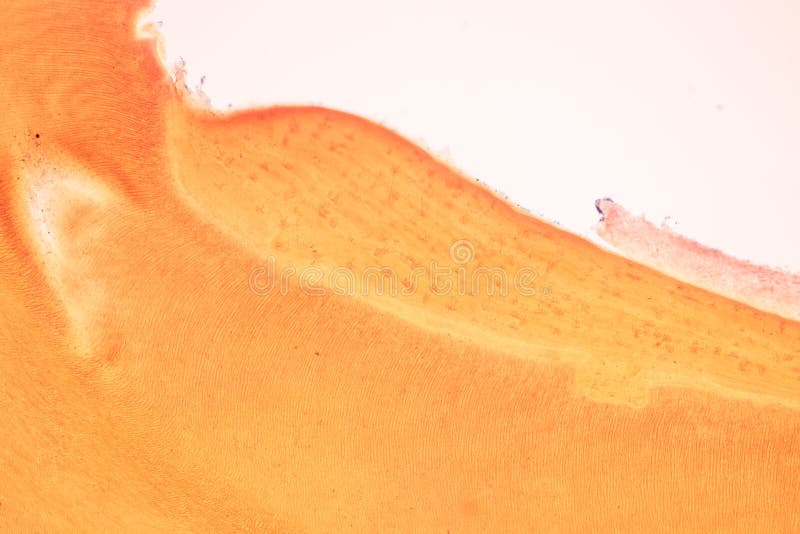 Tooth Development from Human Under Microscope . Stock Photo - Image of ...