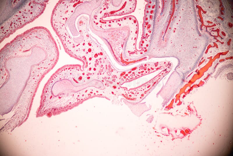 Tooth Development from Human Under Microscope . Stock Photo - Image of ...