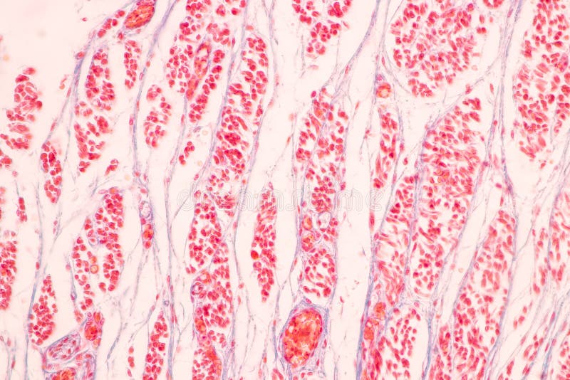 Tooth Development from Human Under Microscope . Stock Photo - Image of ...