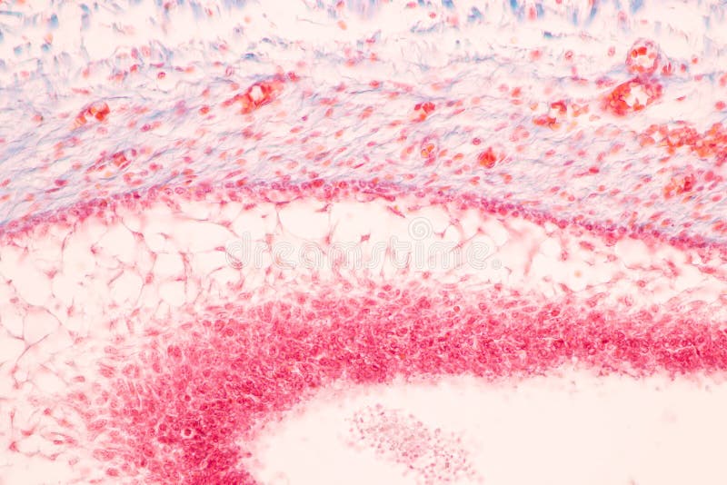 Tooth Development from Human Under Microscope . Stock Image - Image of ...
