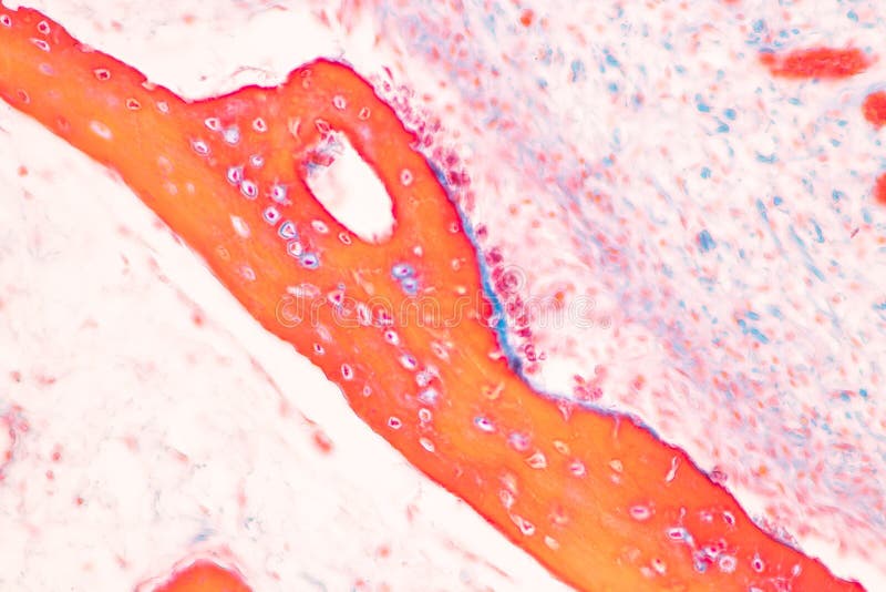 Tooth Development from Human Under Microscope . Stock Photo - Image of ...