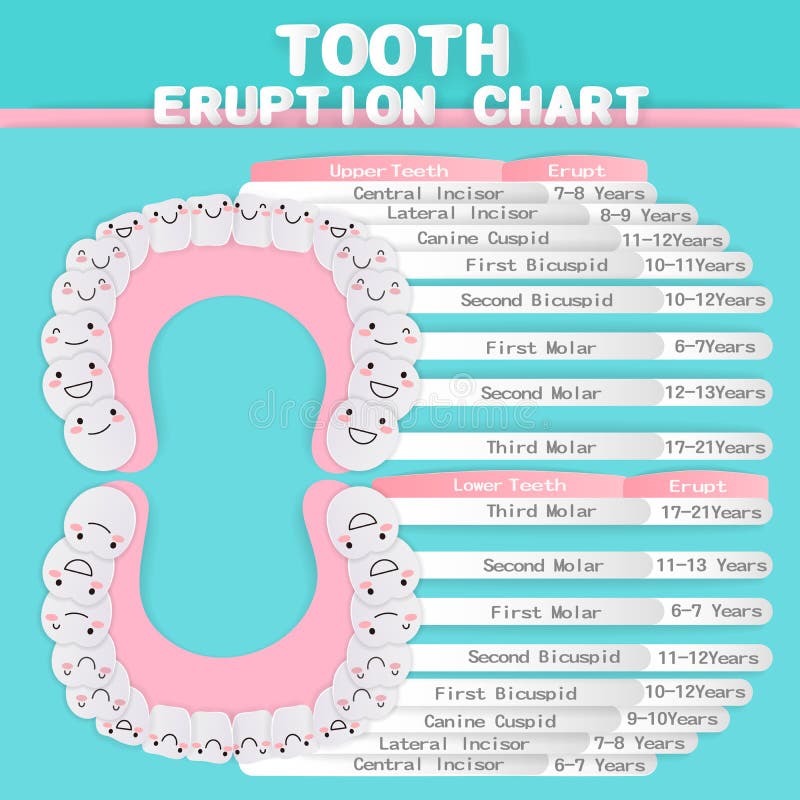 Baby tooth eruption chart stock vector. Illustration of floss - 127973949