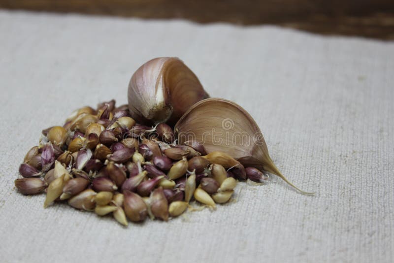 Tooth of garlic stock image. Image of garlic, organic - 82706997