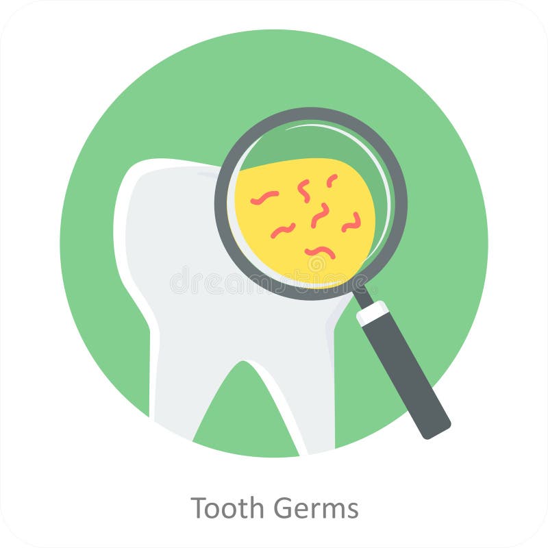 Tooth Germs Stock Illustrations – 521 Tooth Germs Stock Illustrations ...