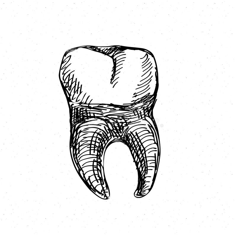 Tooth Icon Isolated on White. Hand Drawing Sketch Vector Illustration ...