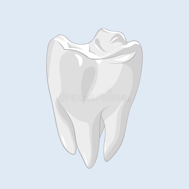 Elegant Tooth Shape Stock Illustrations – 672 Elegant Tooth Shape Stock ...